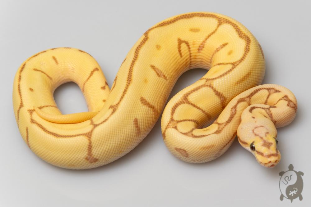 Python royal - Python regius Banana Bumblebee Leopard Enchi Yellow Belly