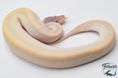 Python regius Super Mojave