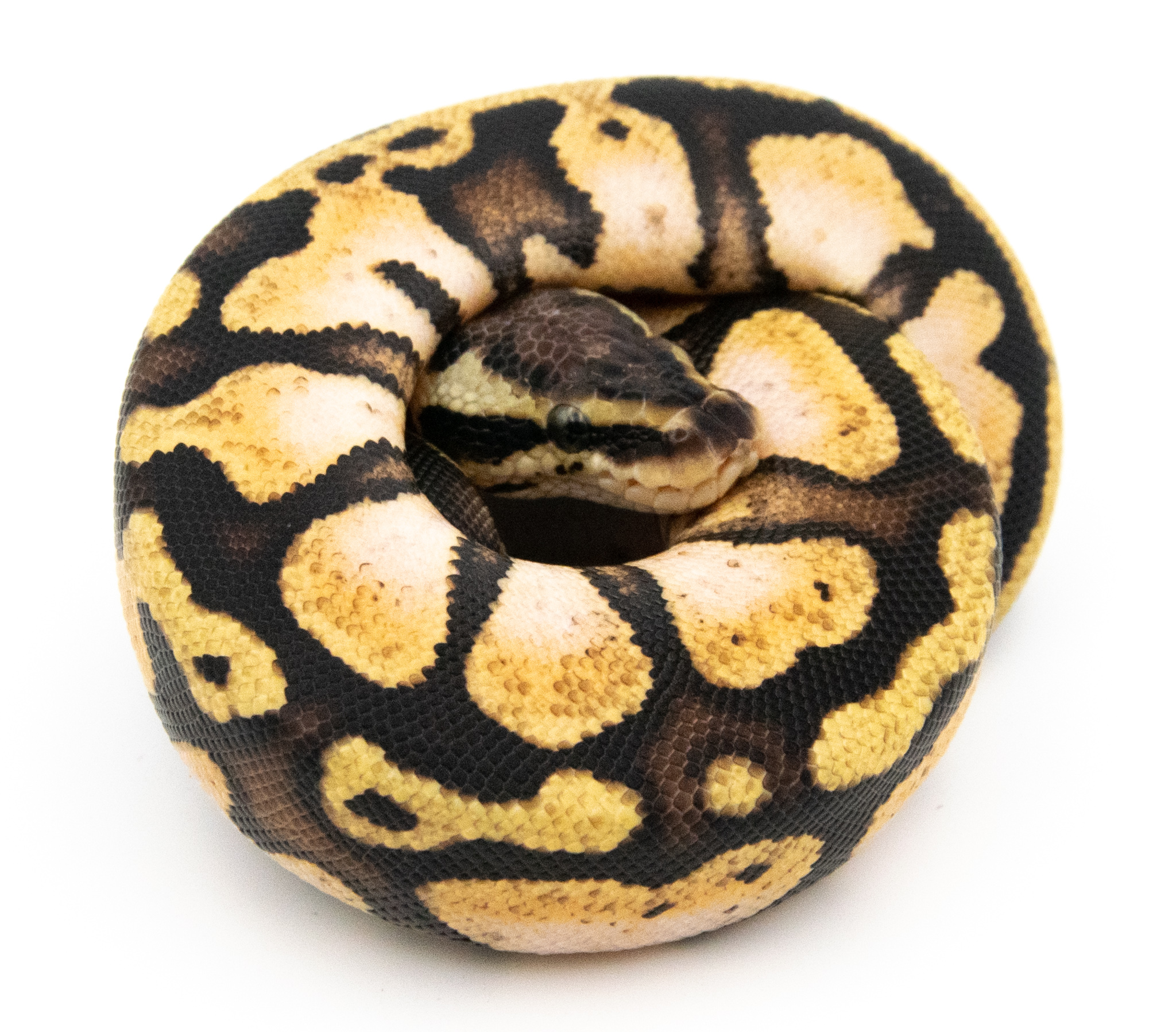 Python regius Pastel Calico
