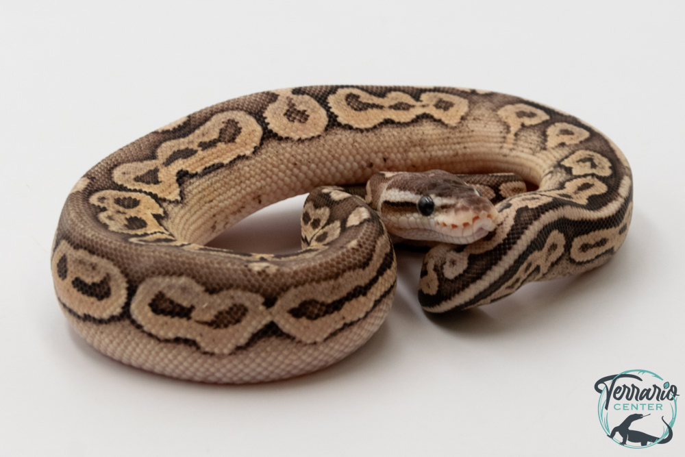 Python regius Pewter Special