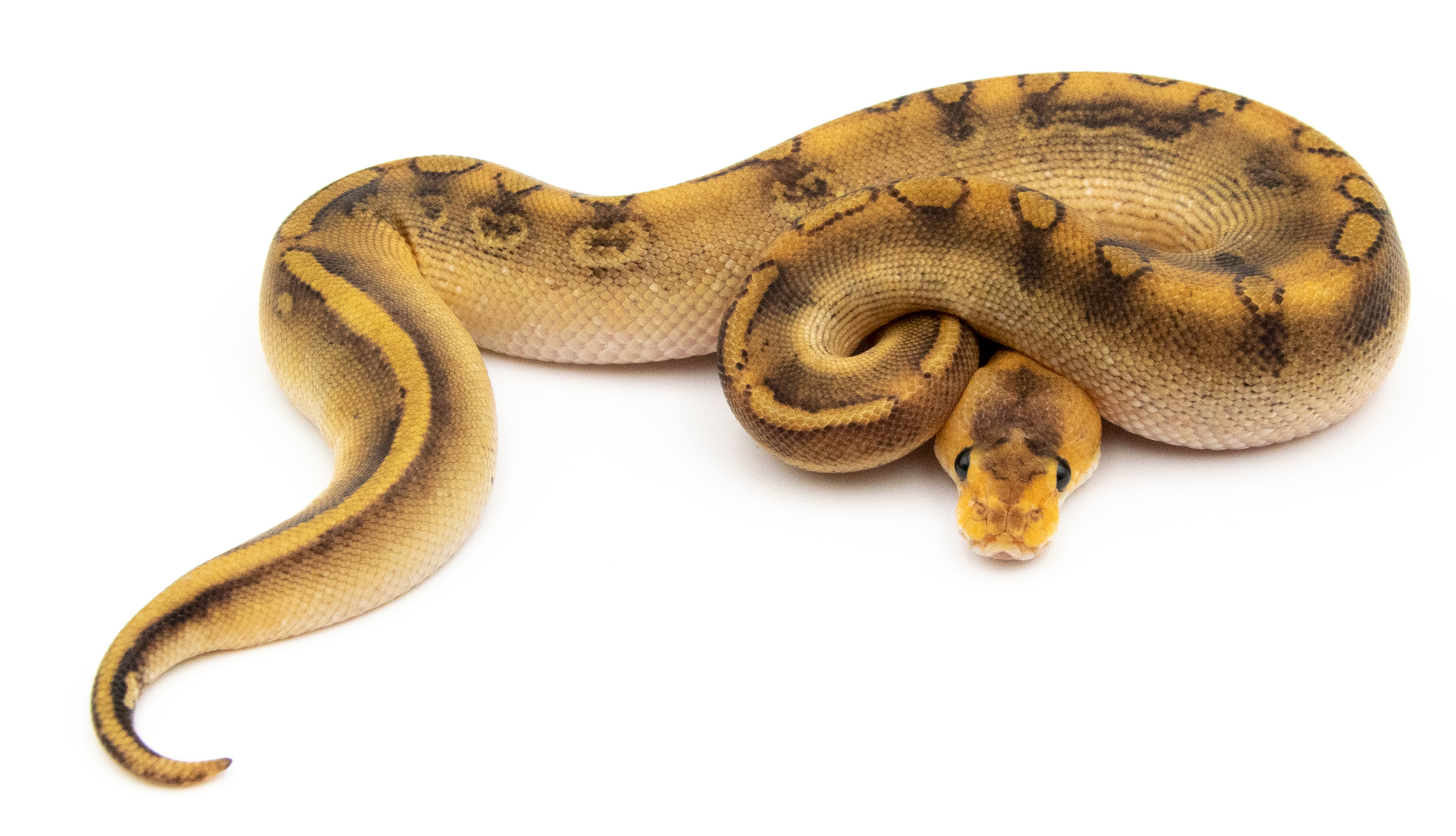 Python regius Champagne