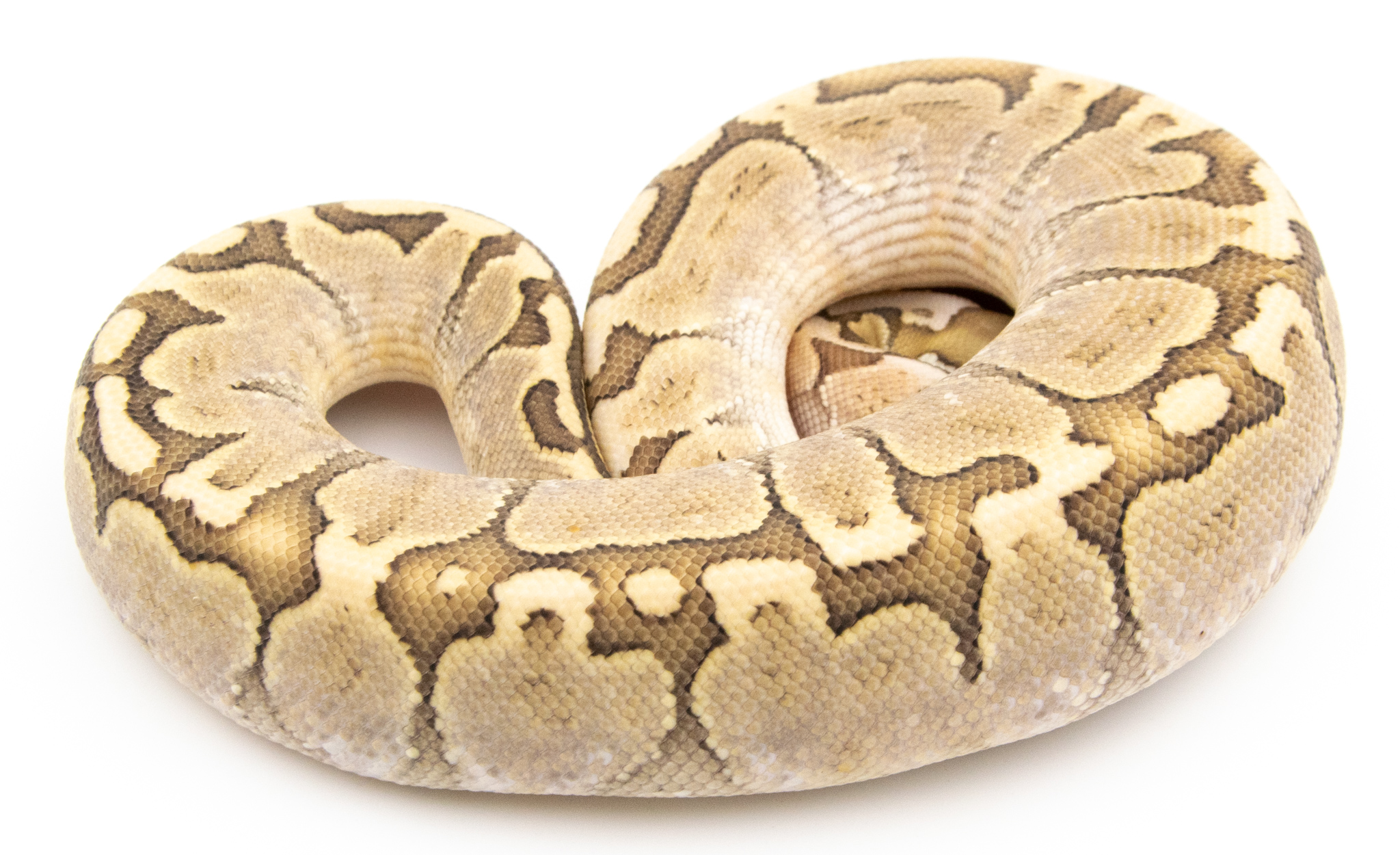 Python Regius Bamboo Pastel