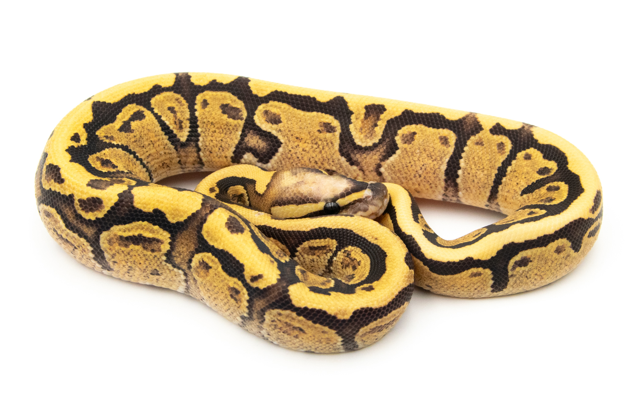 Python regius Super Vanilla