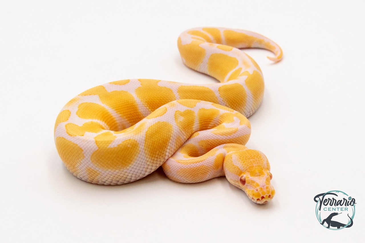 Python regius Albinos