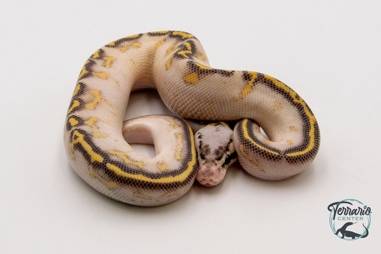 Python regius Pastel Highway