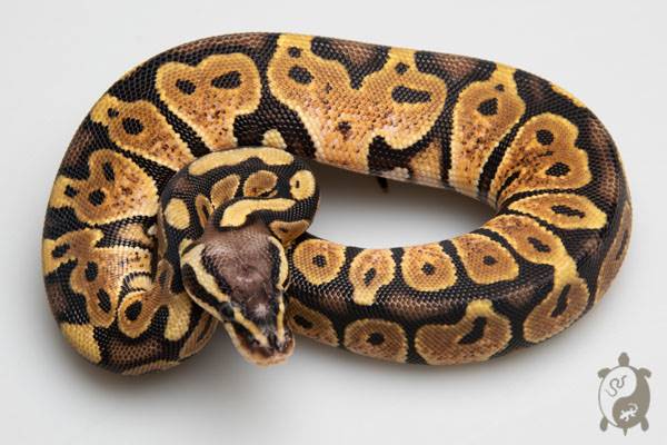 Python regius Pastel Scaleless Head
