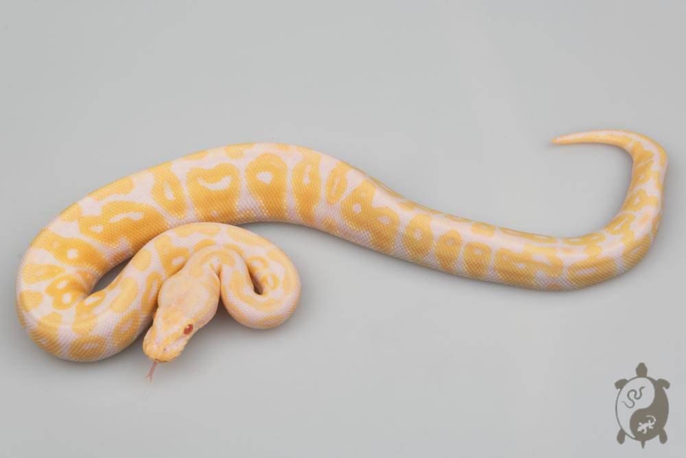 Python Regius Albinos Pastel