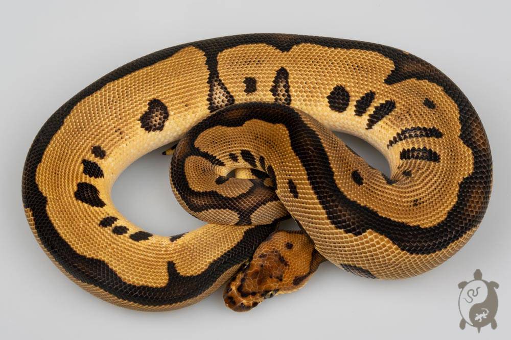 Python regius Leopard Clown