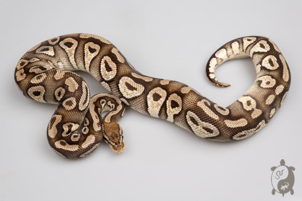 Python Regius Pastave Yellow Belly
