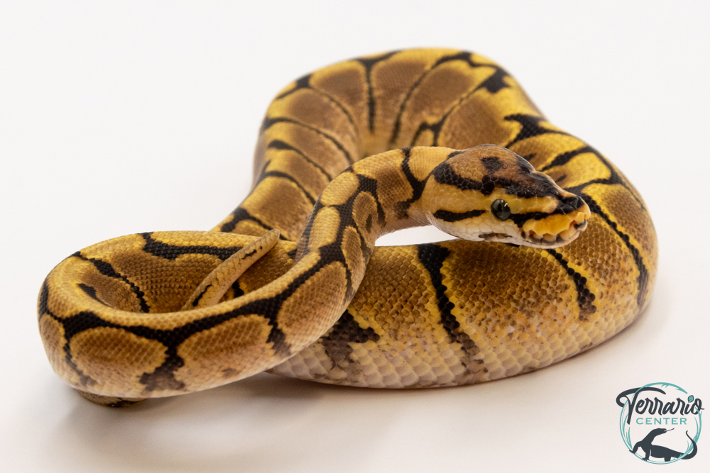Python regius Spider Yellow Belly