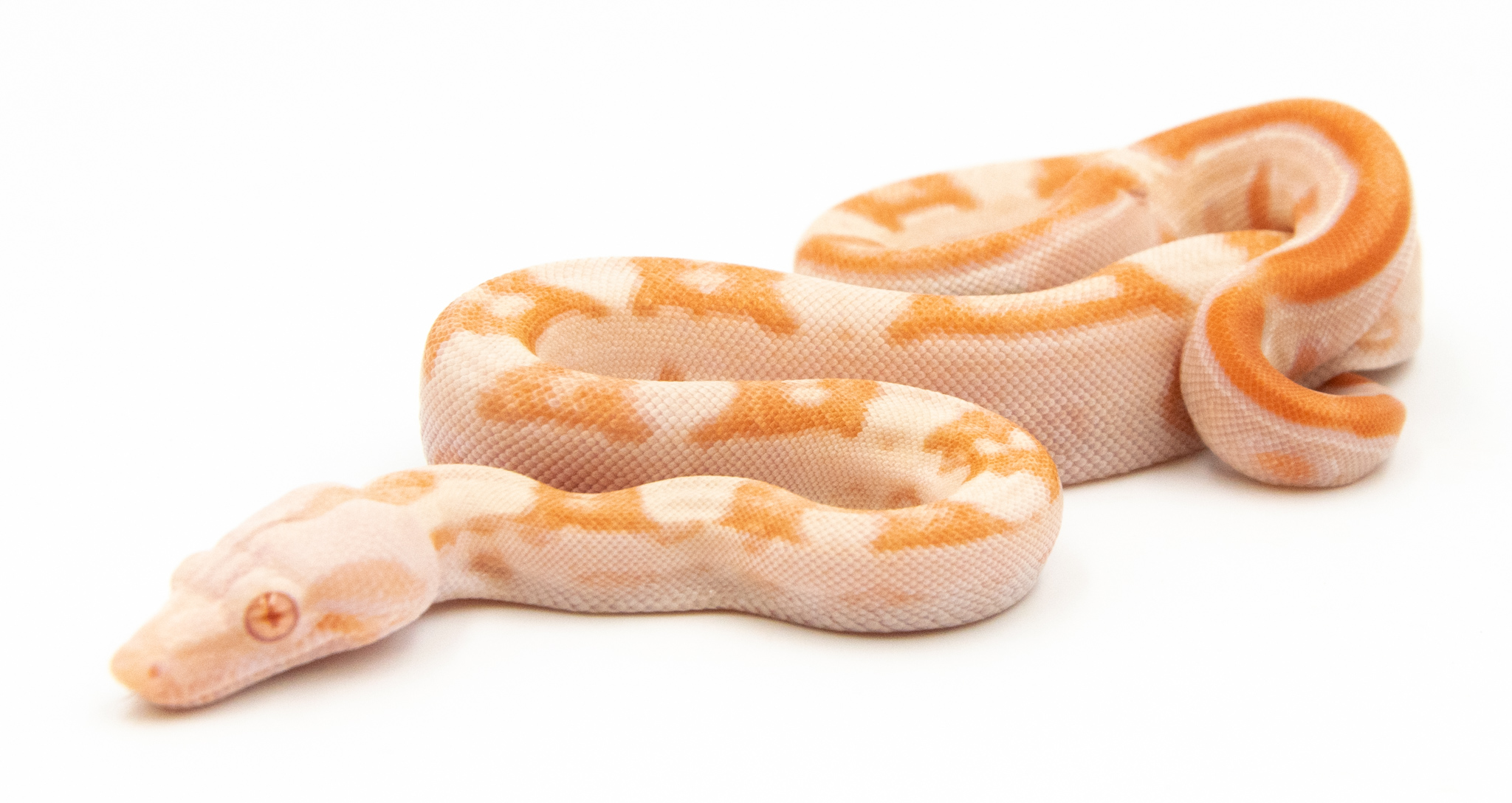 Boa constricteur - Boa constrictor imperator Albinos Jungle