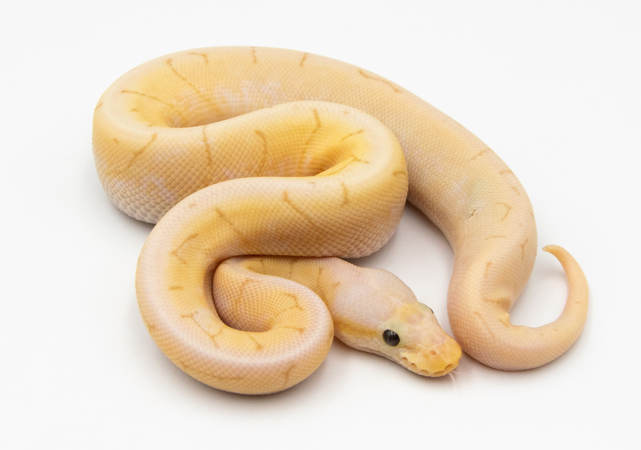 Python royal - Python regius Banana Spinner Blast