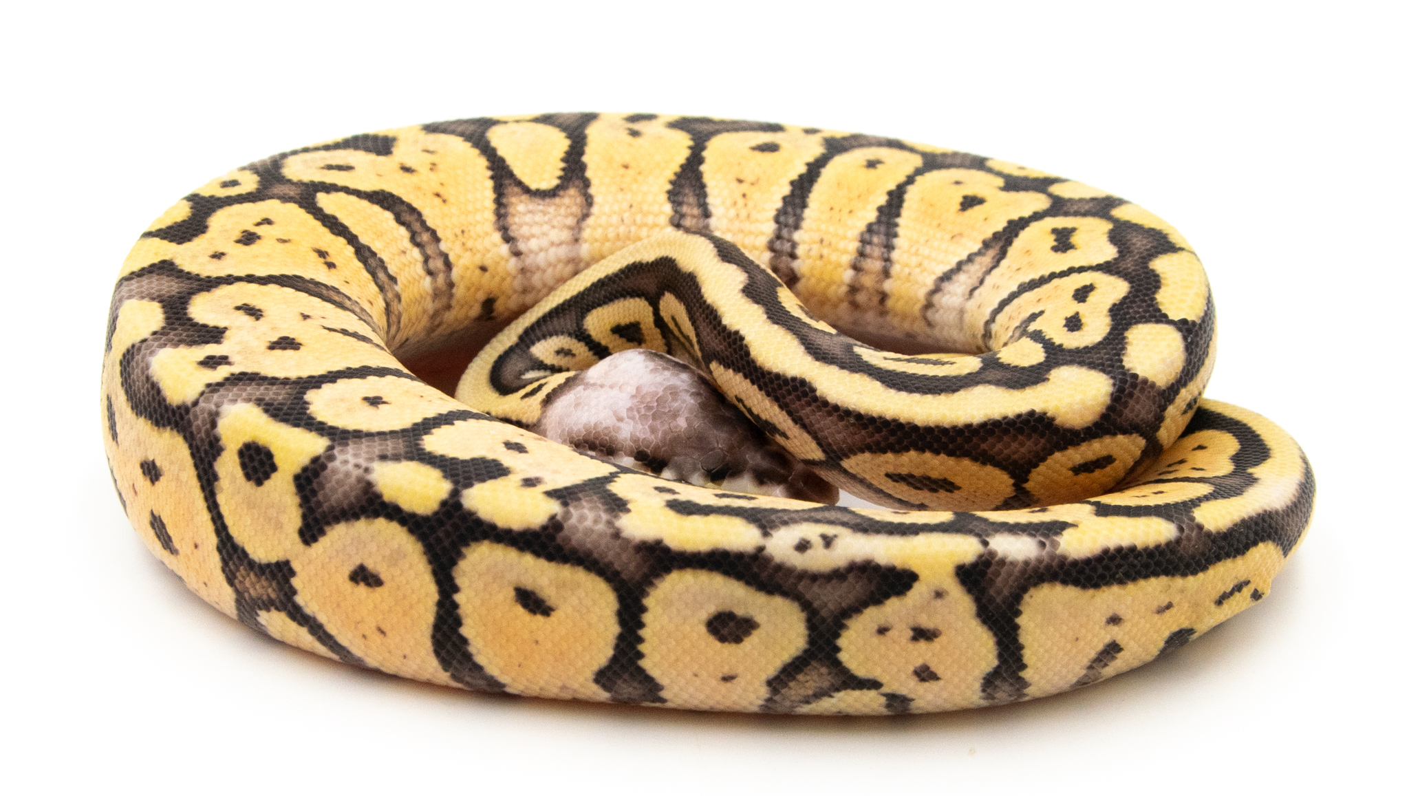 Python regius Super Pastel Special Vanilla