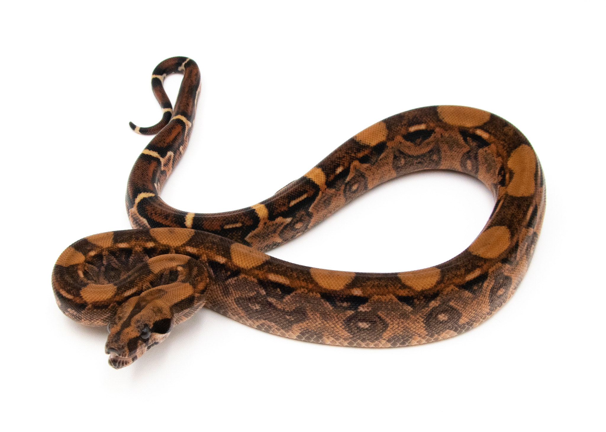 Boa constrictor imperator Cawlker Cay