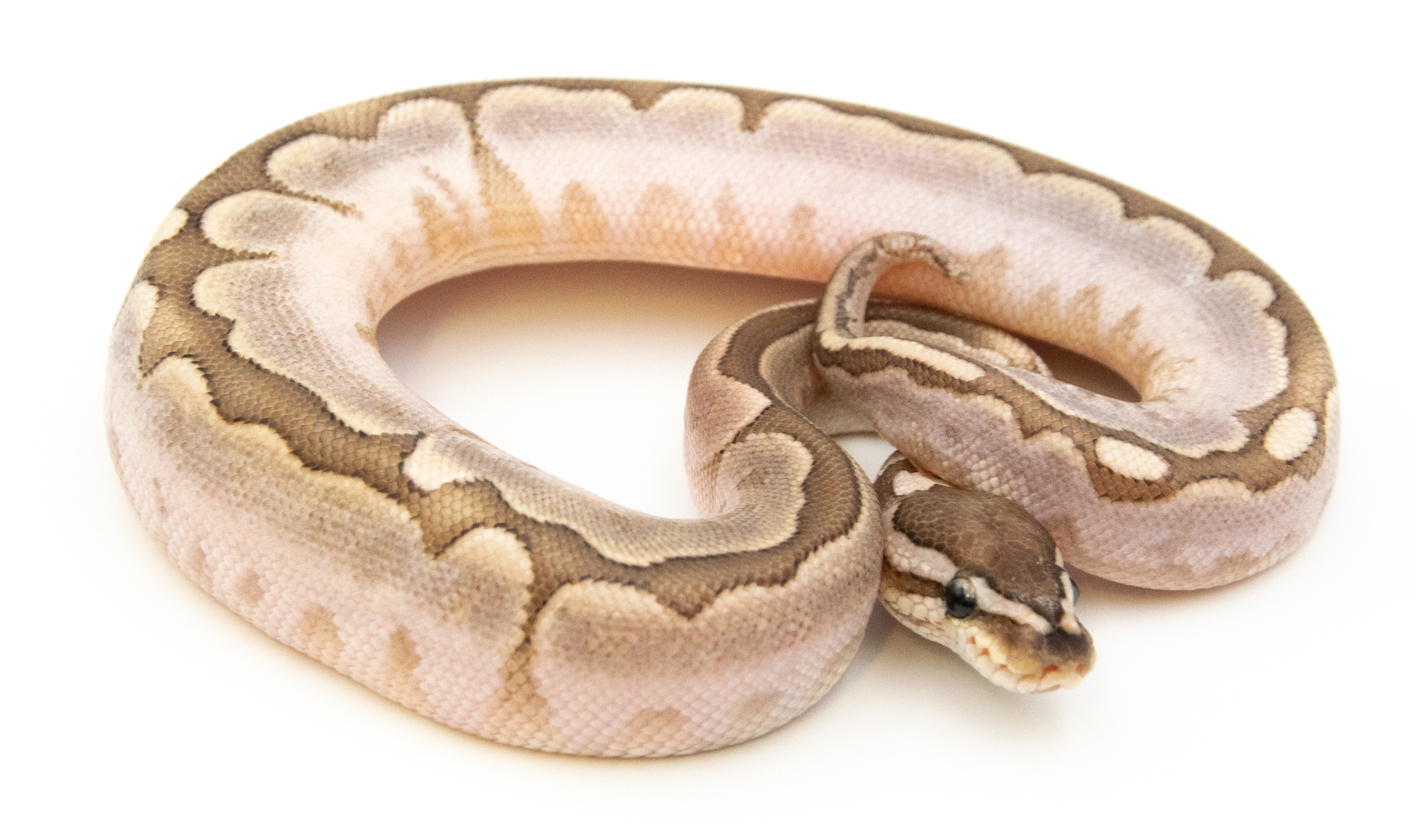 Python royal - Python regius Bamboo Calico poss Enchi