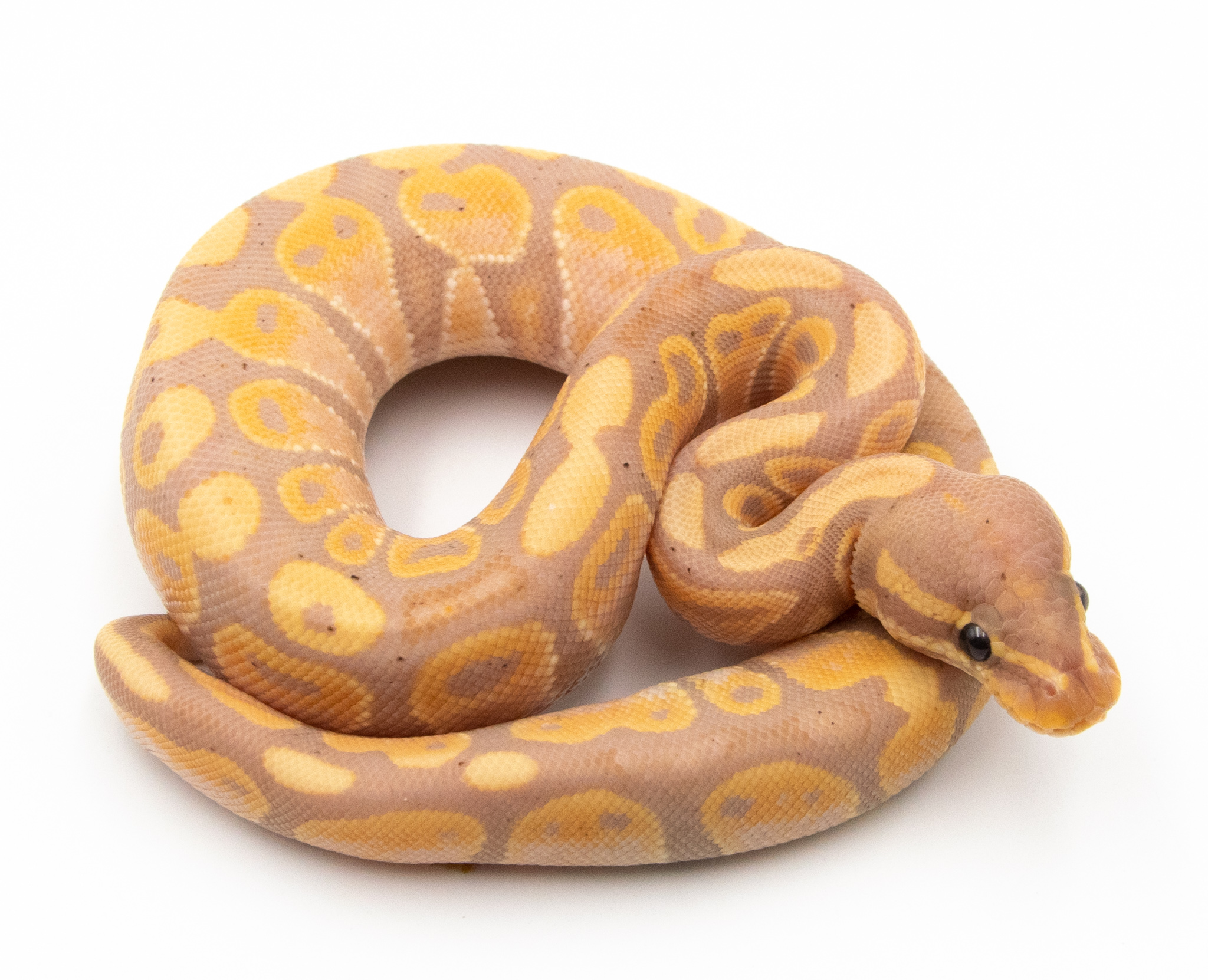 Python regius Banana
