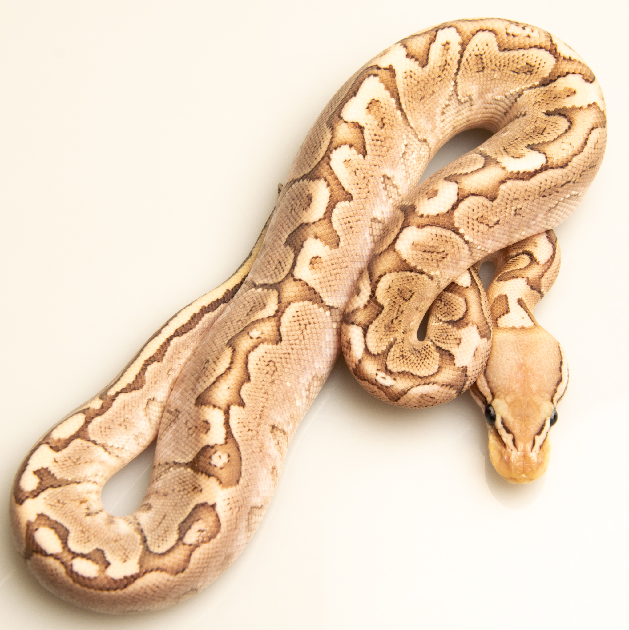 Python Regius Bamboo Pastel