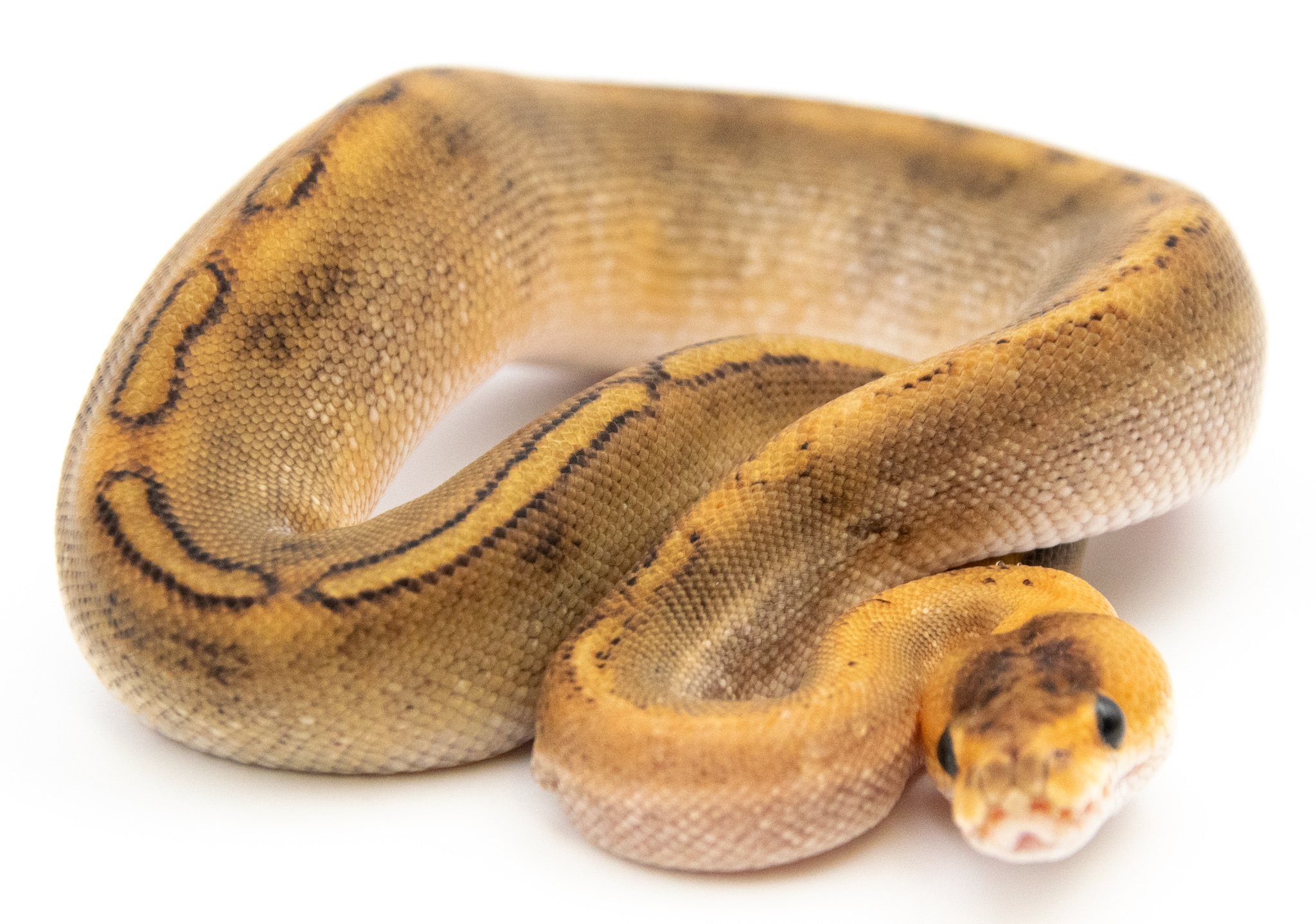 Python regius Champagne