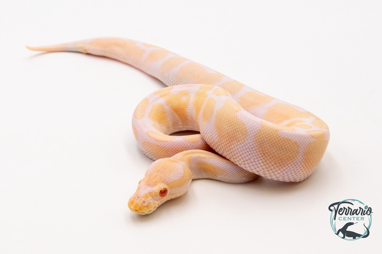 Python regius Albinos