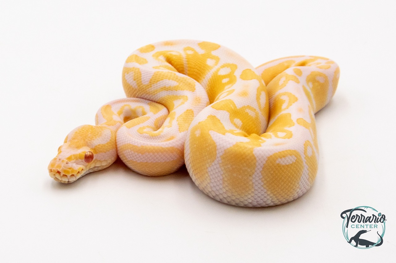 Python regius Albinos