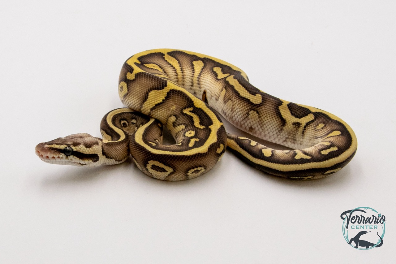 Python regius - Python royal Boutique Terrario Center