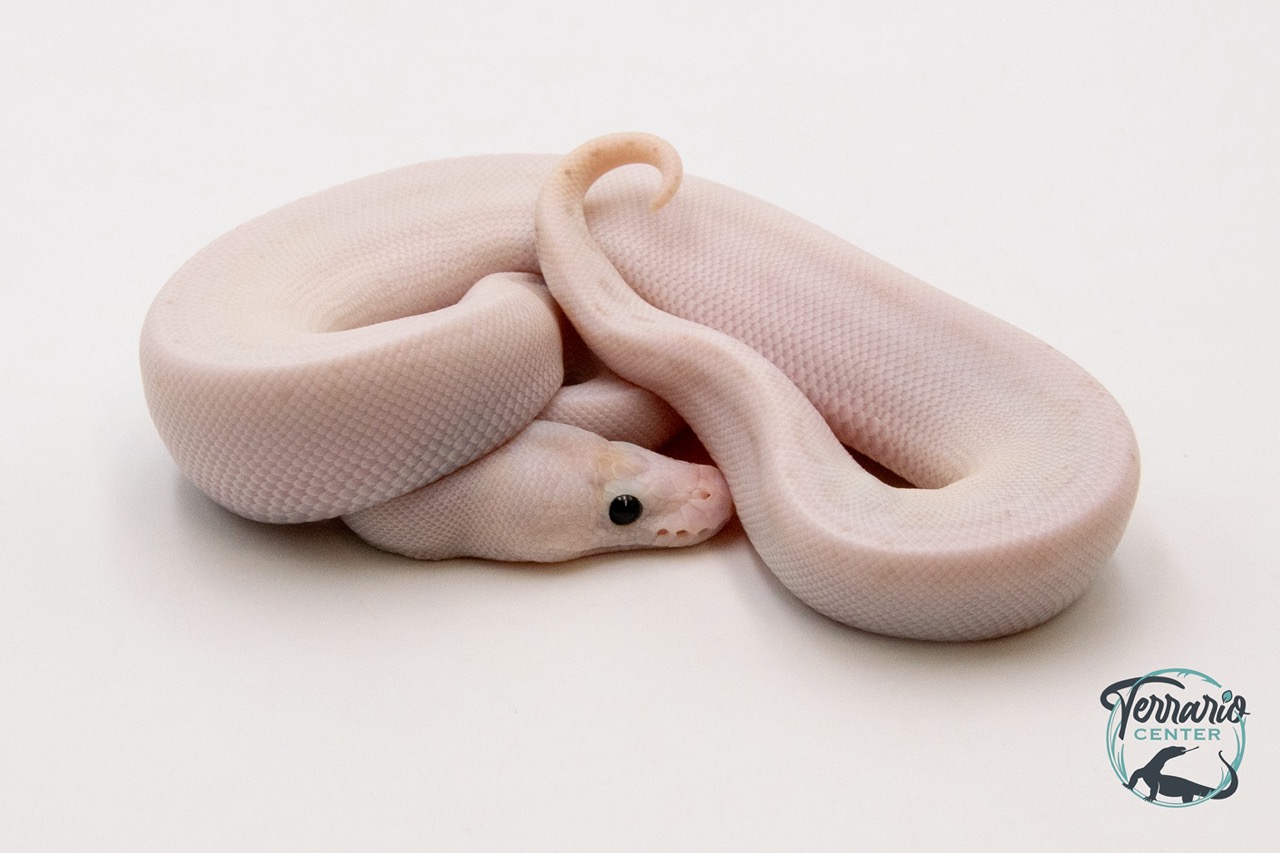 Python regius Ivory Bumblebee