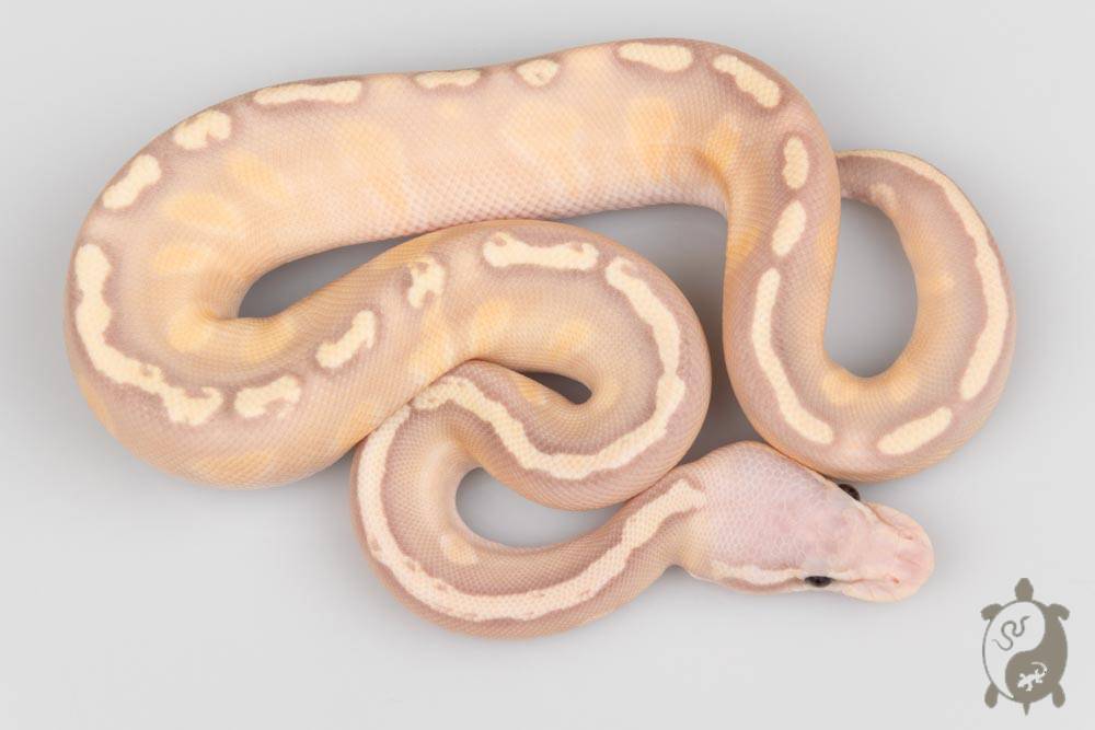 Python regius Super Banana GHI