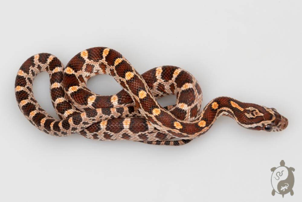 Pantherophis guttatus Boutique Terrario Center