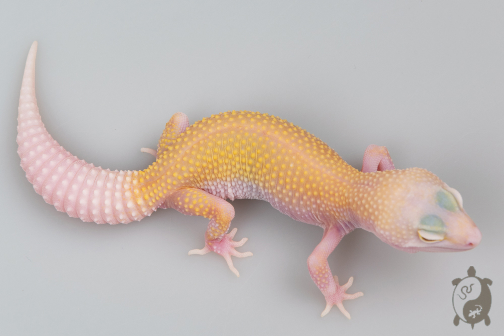 Gecko Leopard Boutique Terrario Center