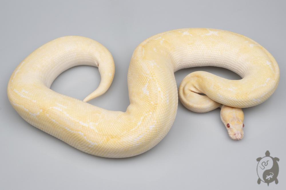 Python regius Albinos