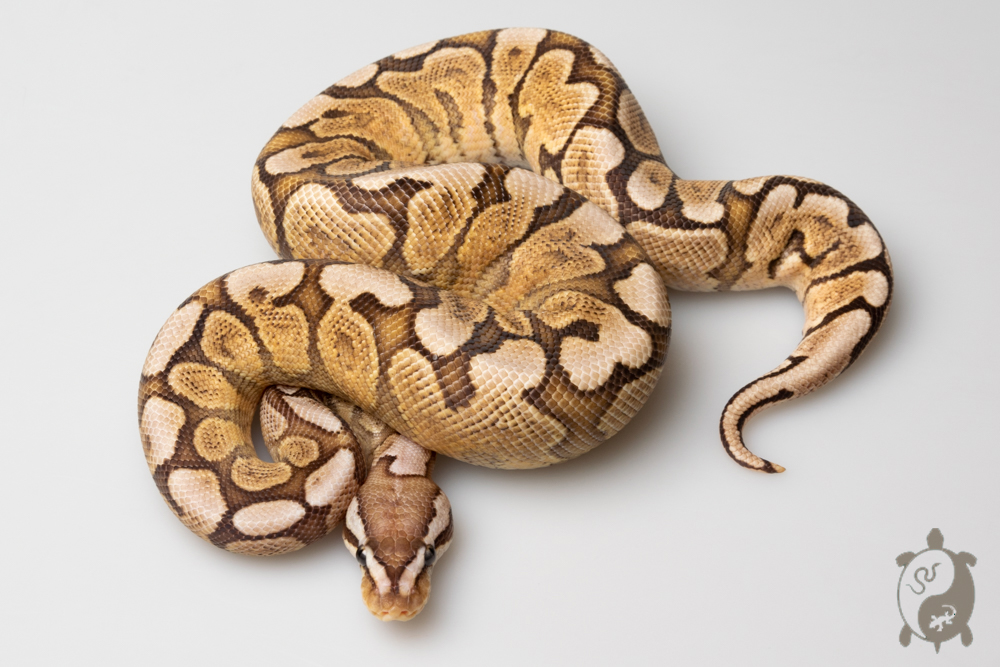 Python regius GHI Black Pastel Spider