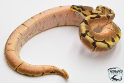 Python Regius stinger bee