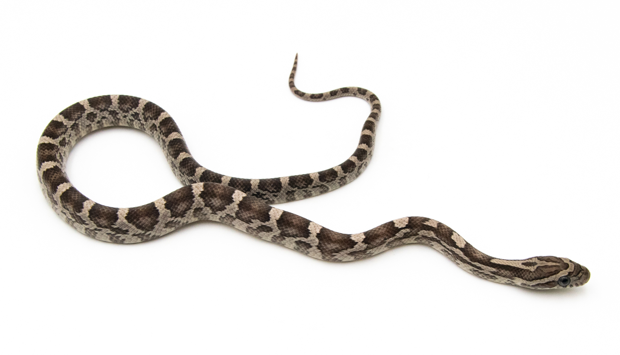 Pantherophis guttatus anery het scaleless