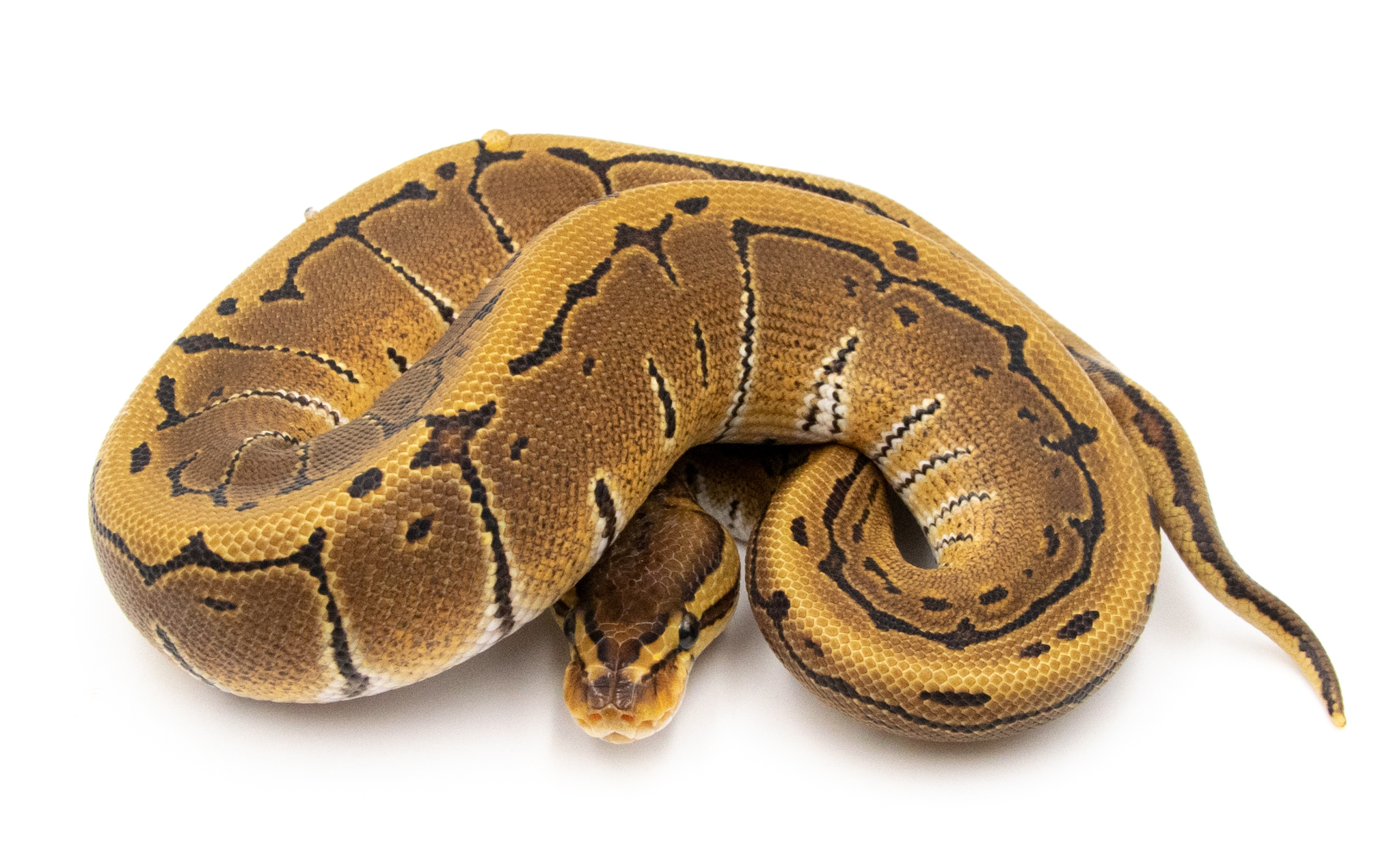 Python regius Pinstripe