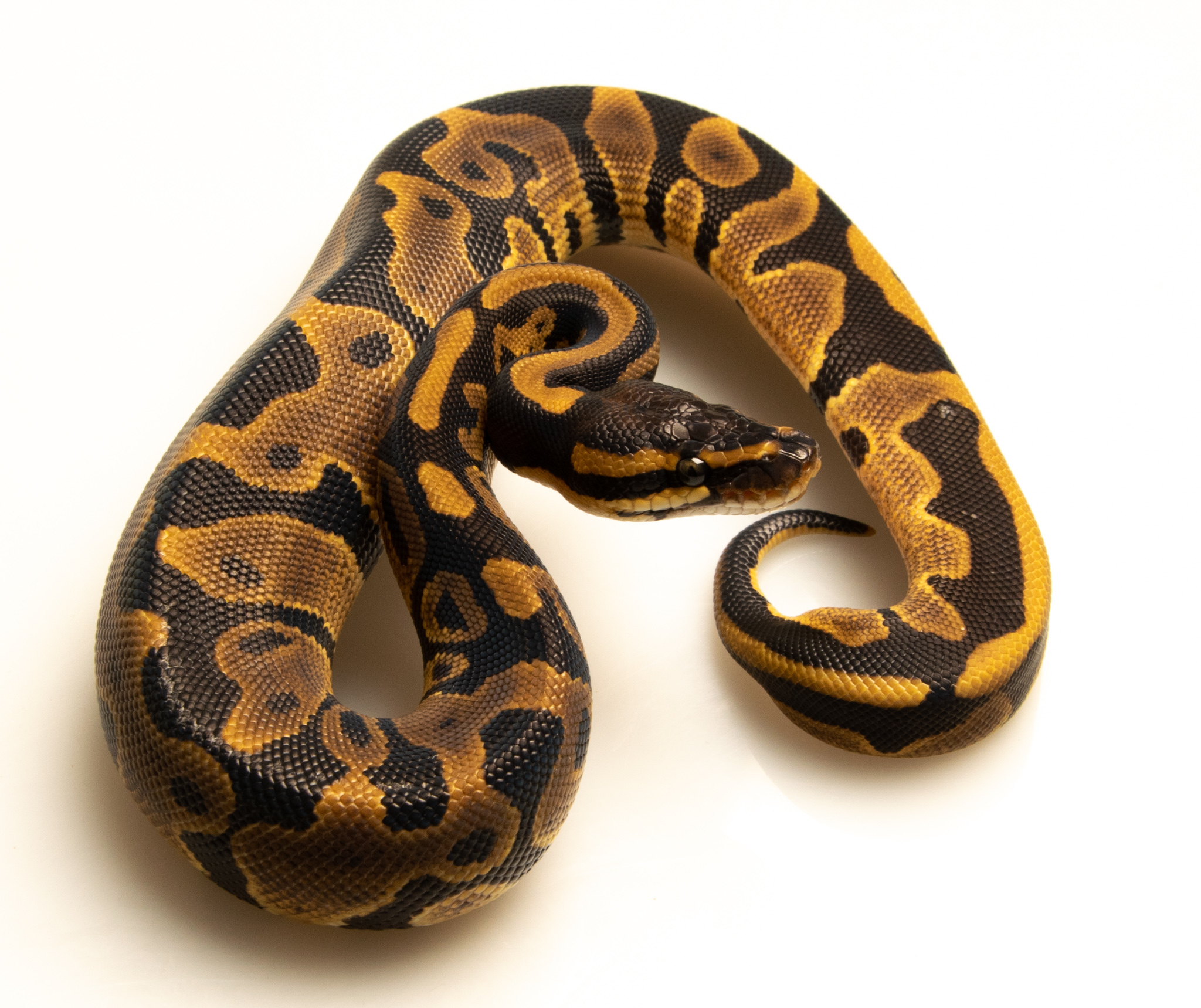 Python regius Leopard
