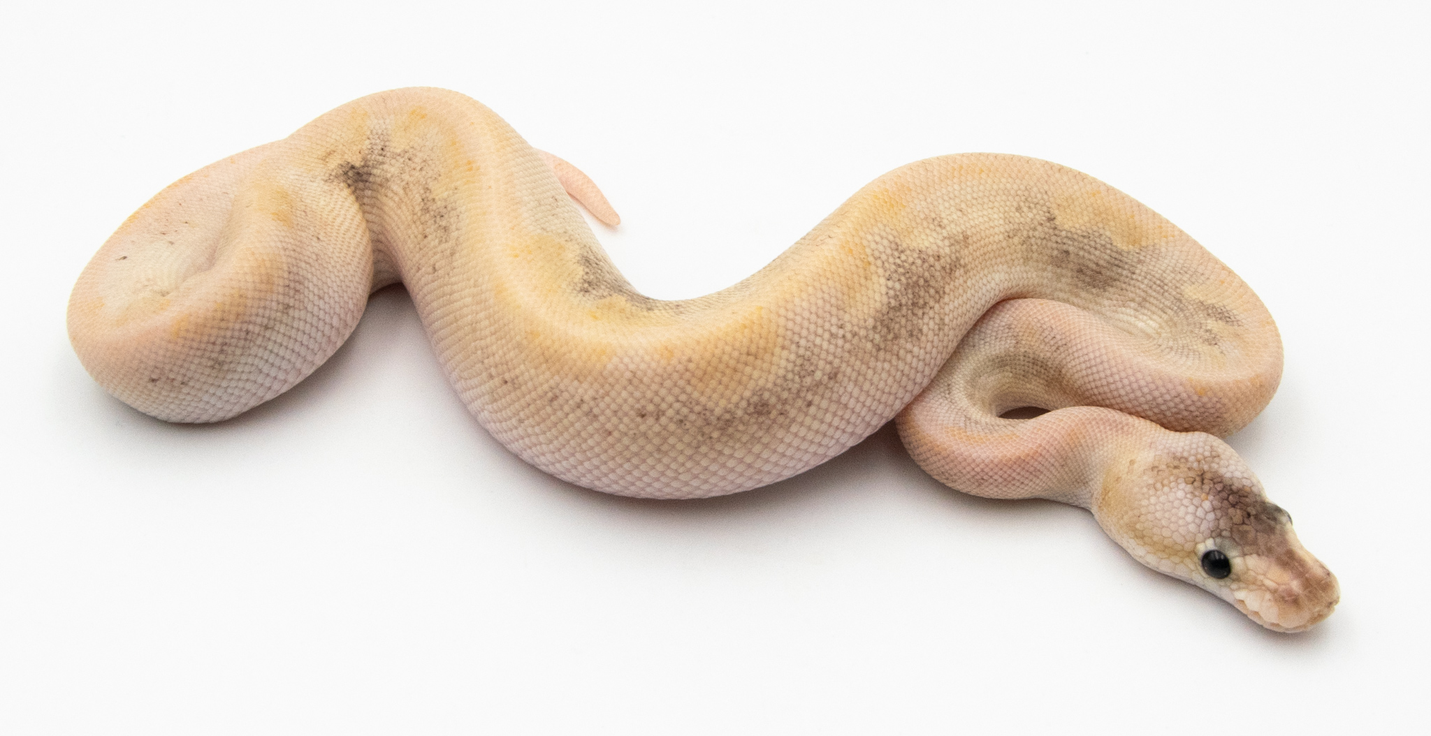 Python royal - Python regius Mimosa