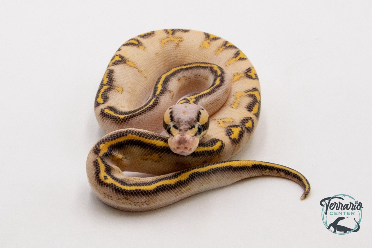 Python regius Pastel Highway