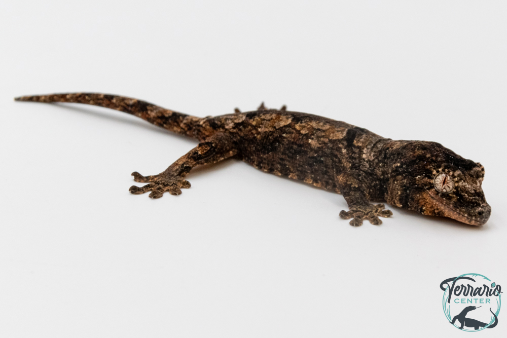 Mniarogekko chahoua - Gecko mousse - NC 2024 - Grande Terre