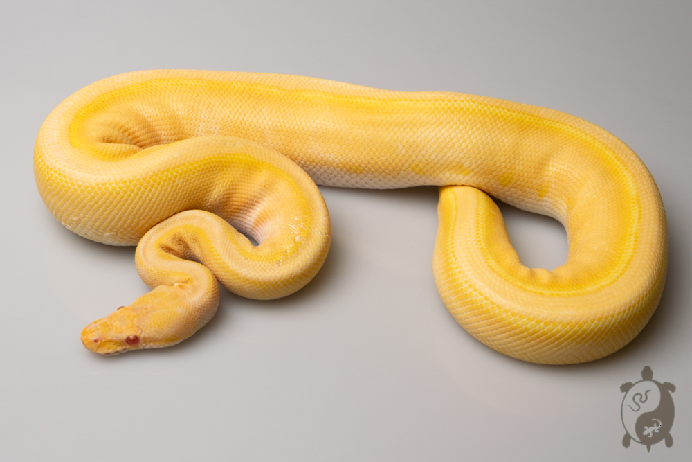 Python regius Albinos Genetic Stripe