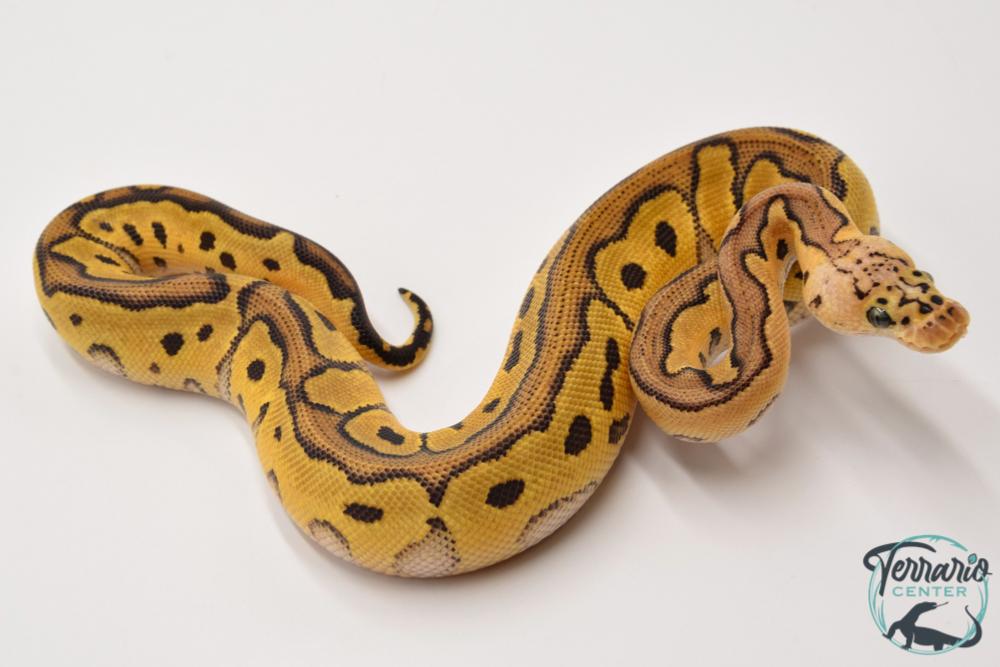 Python royal - Python regius Clown Pastel