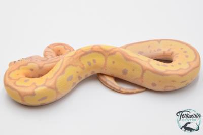 Python royal - Python regius Banana Clown Pastel