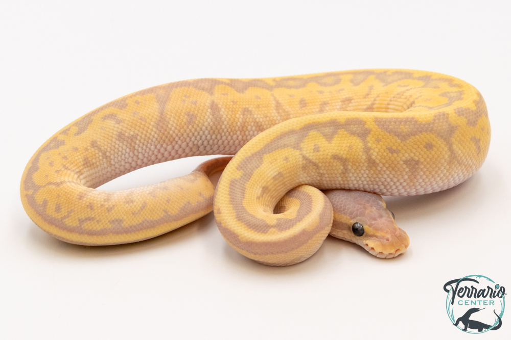 Python regius Banana Lemon Blast