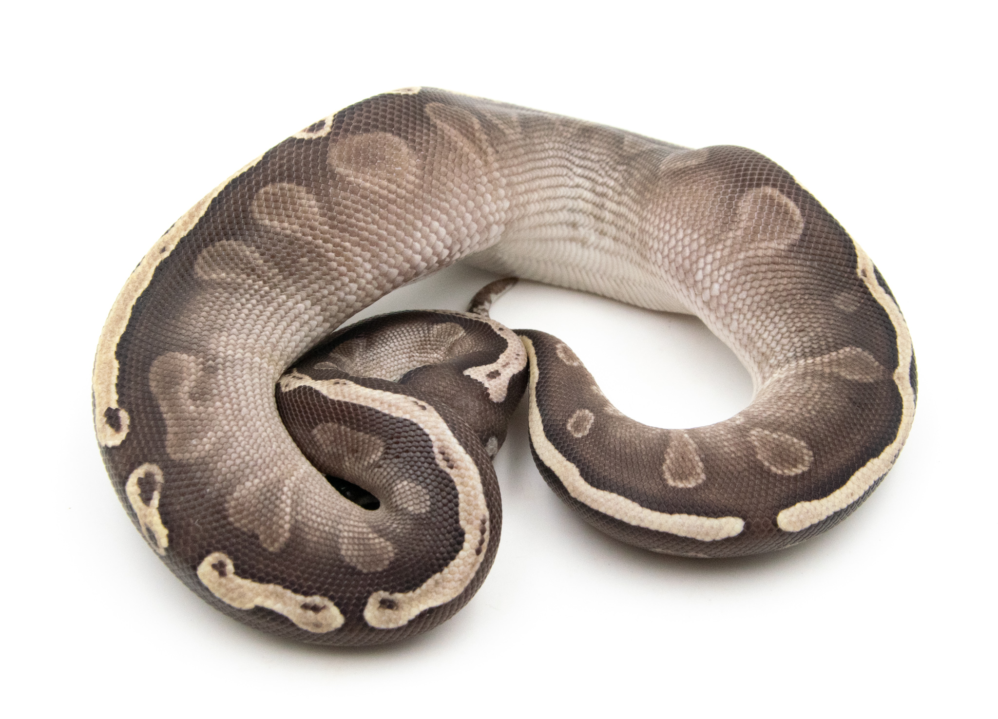 Python royal - Python regius GHI Mystic