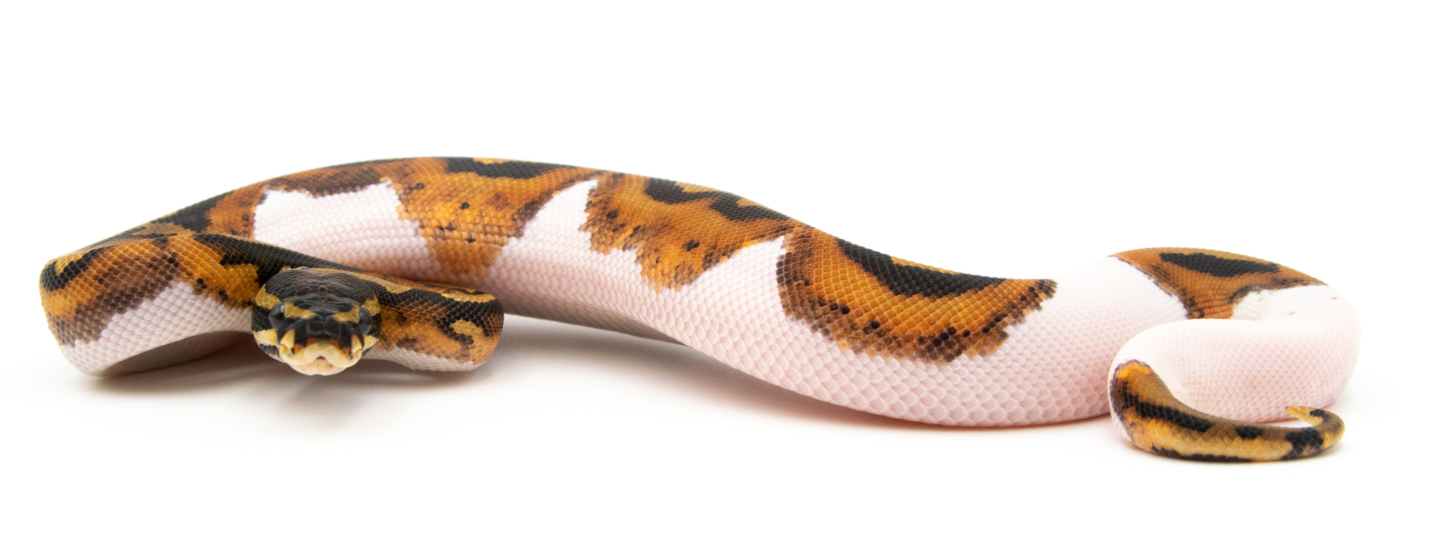 Python regius Piebald