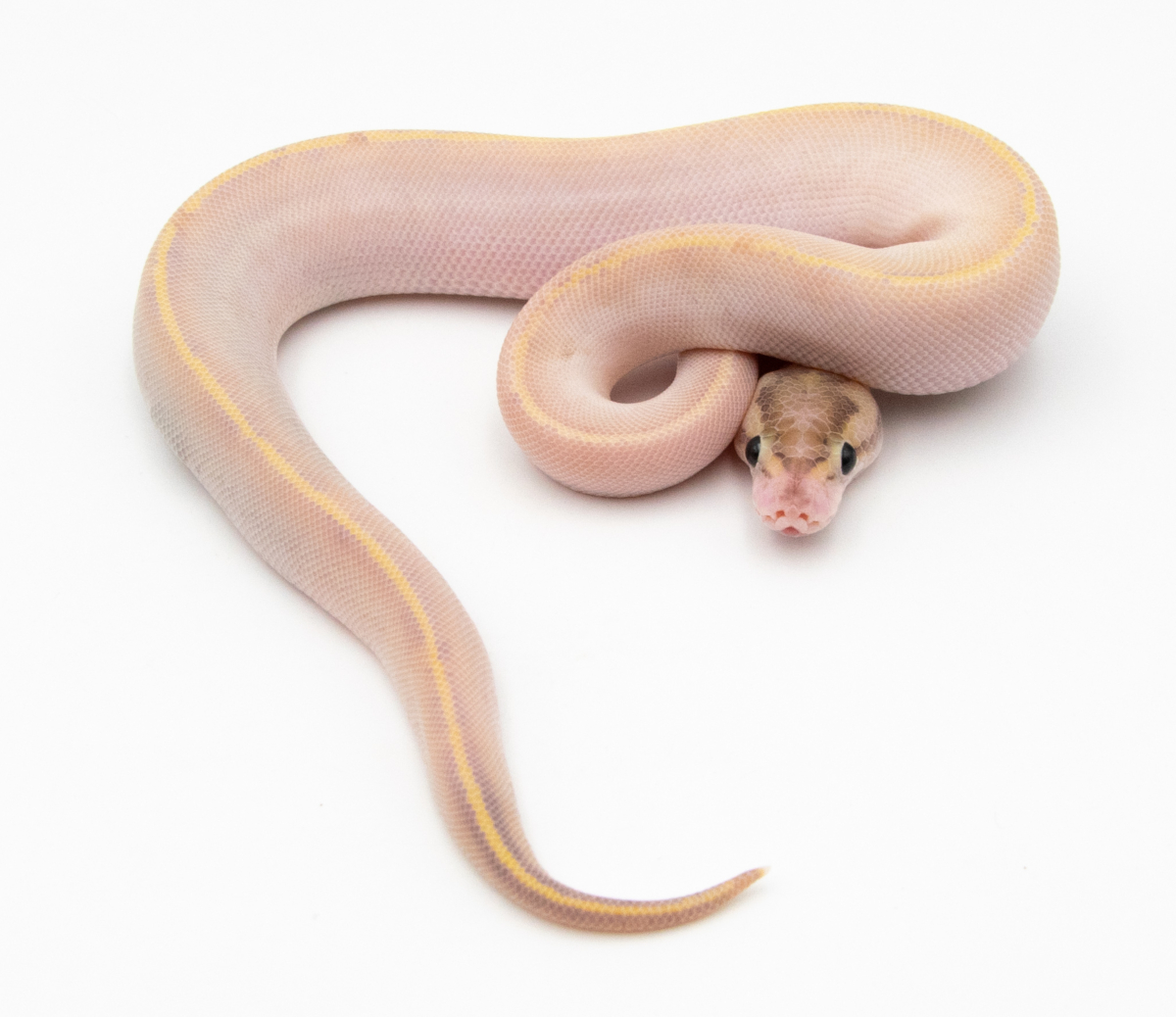 Python regius Ivory