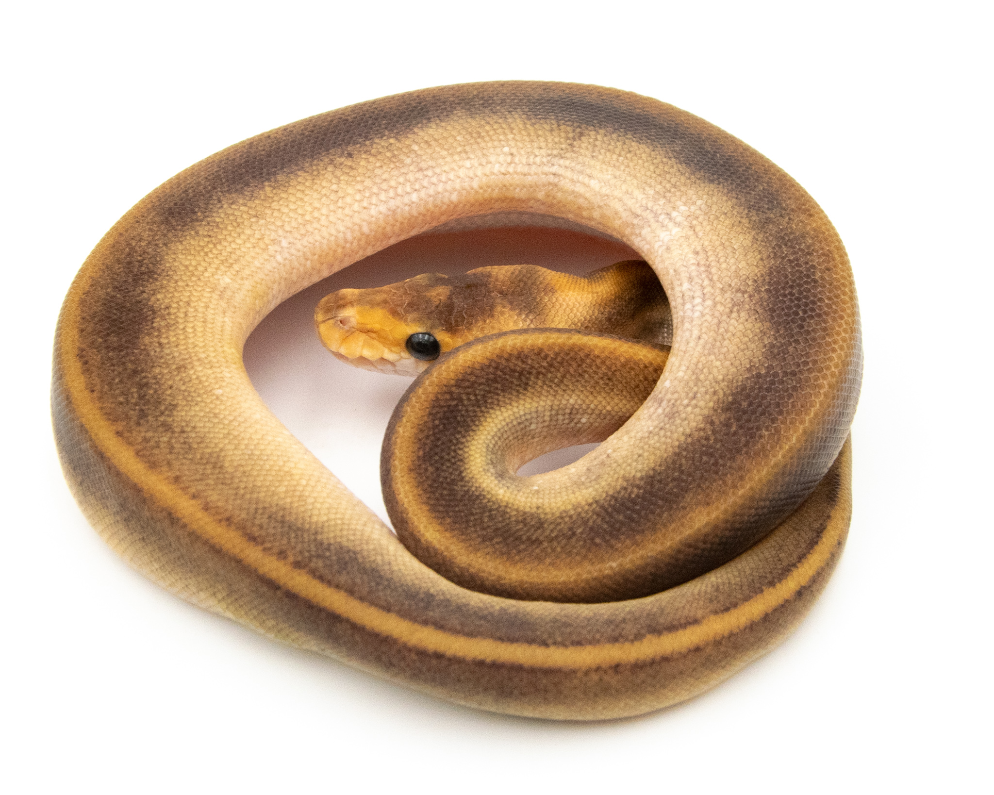 Python Regius Champagne Pinstripe