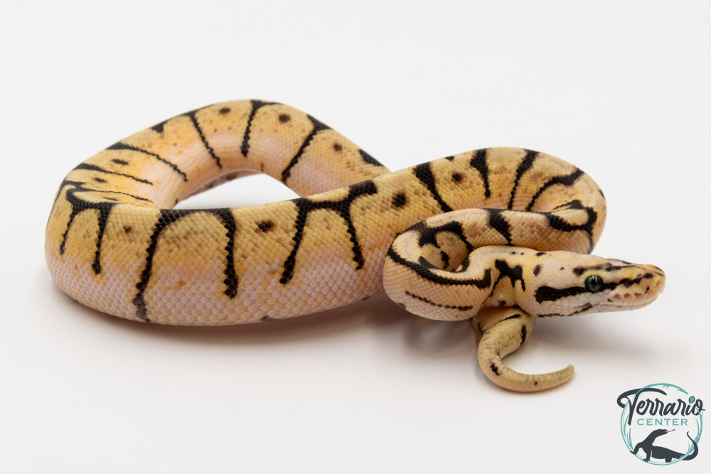 Python regius Bumblebee