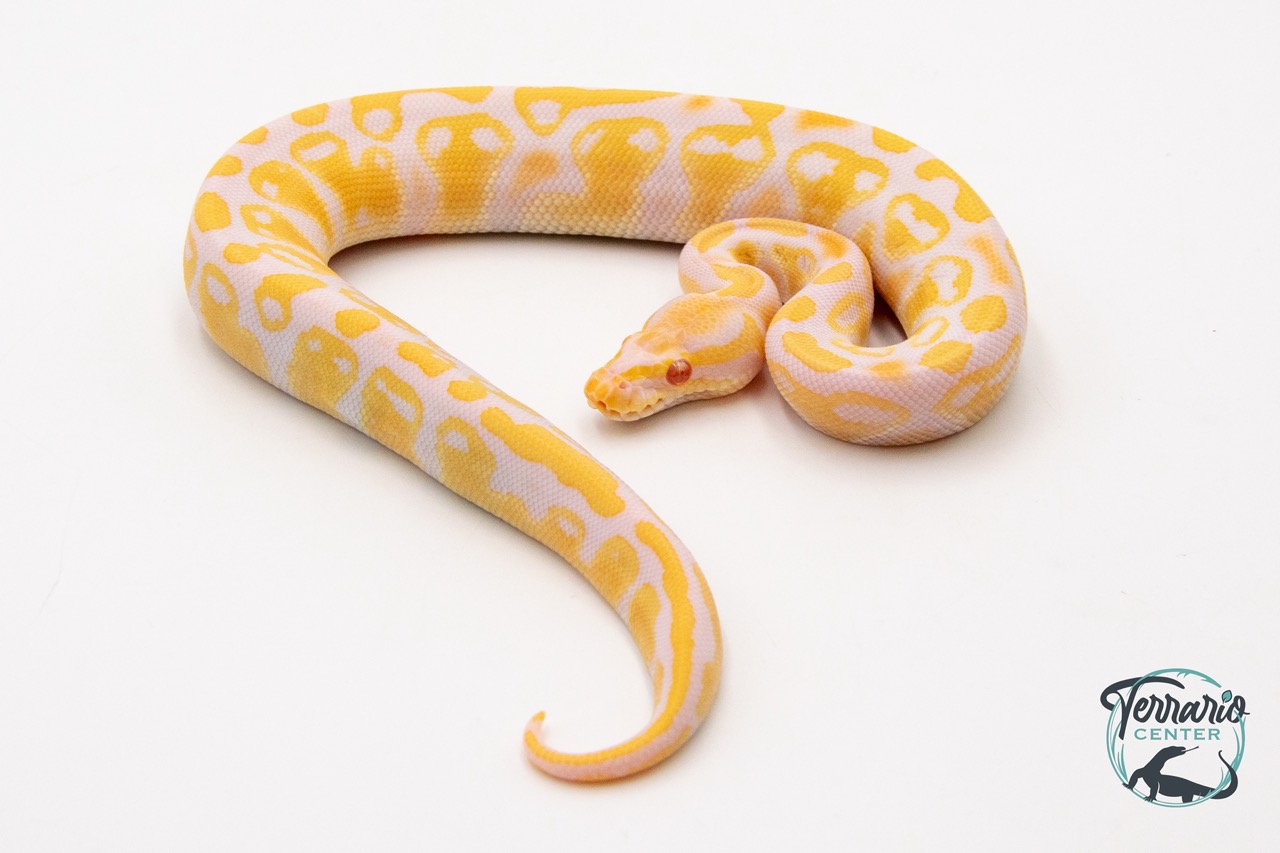 Python regius Albinos