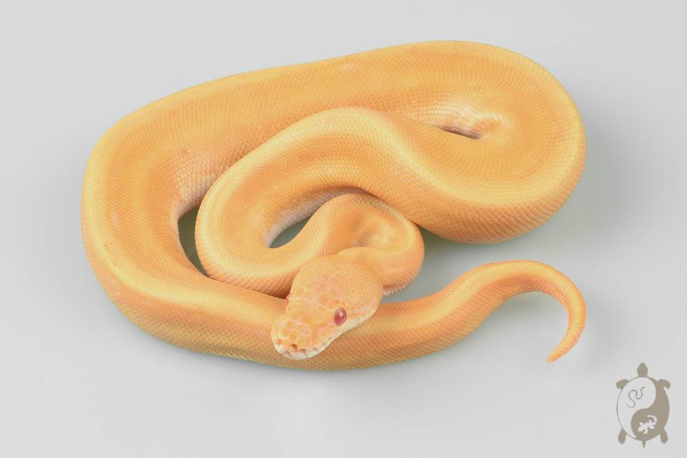 Python regius Albinos Genetic Stripe