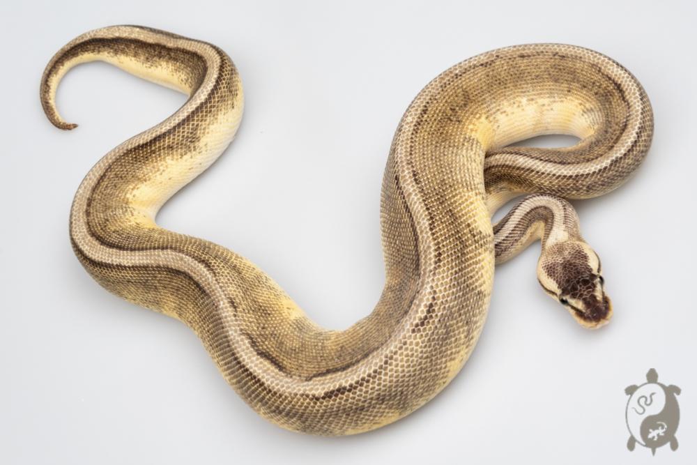 Python regius Genetic stripe Pastel